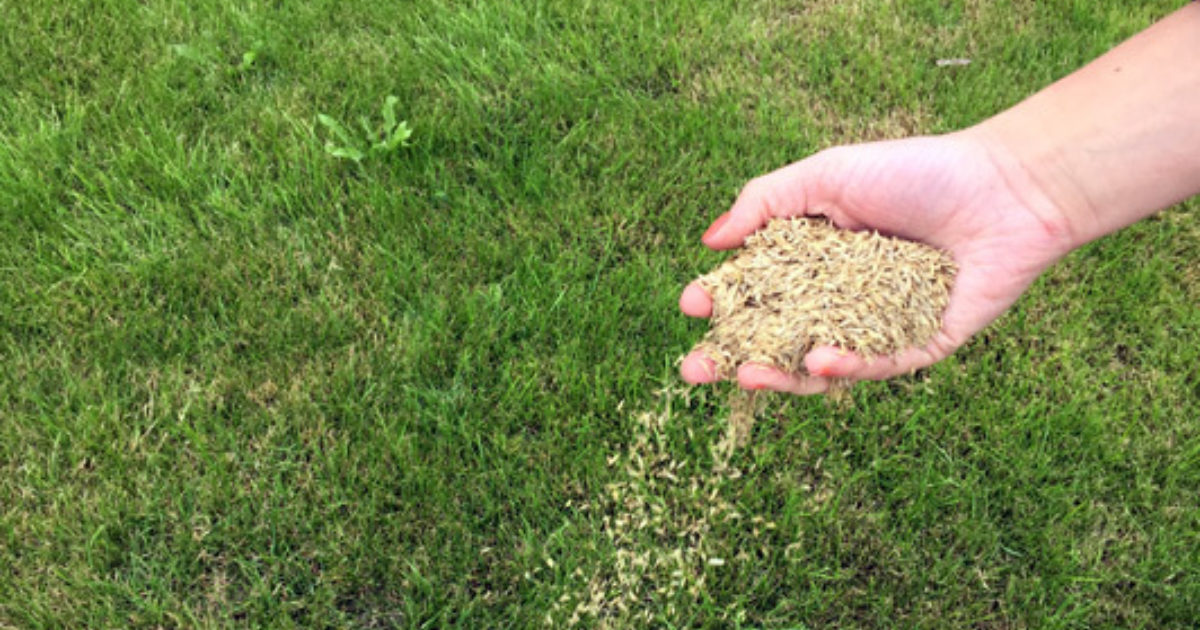 Over Seeding Your Lawn | Buy Turf