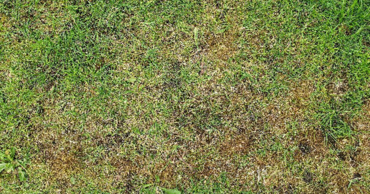 Dealing with Lawn Thatch | Buy Turf