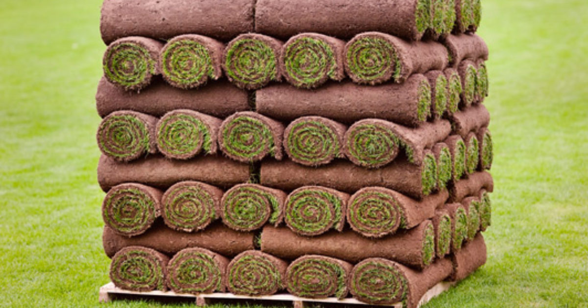 Choosing Your Turf | Buy Turf