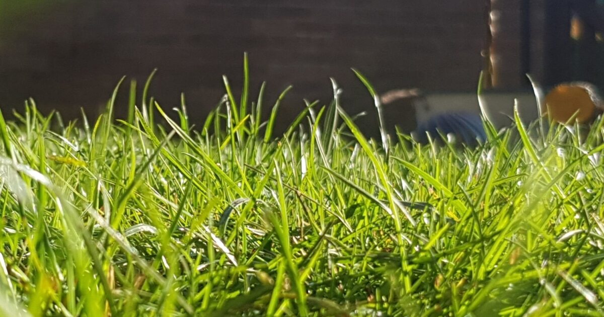 Benefits of Natural Turf | Online Turf