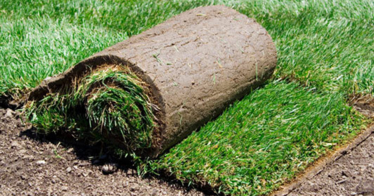 Toadstools In Newly Laid Turf | Online Turf