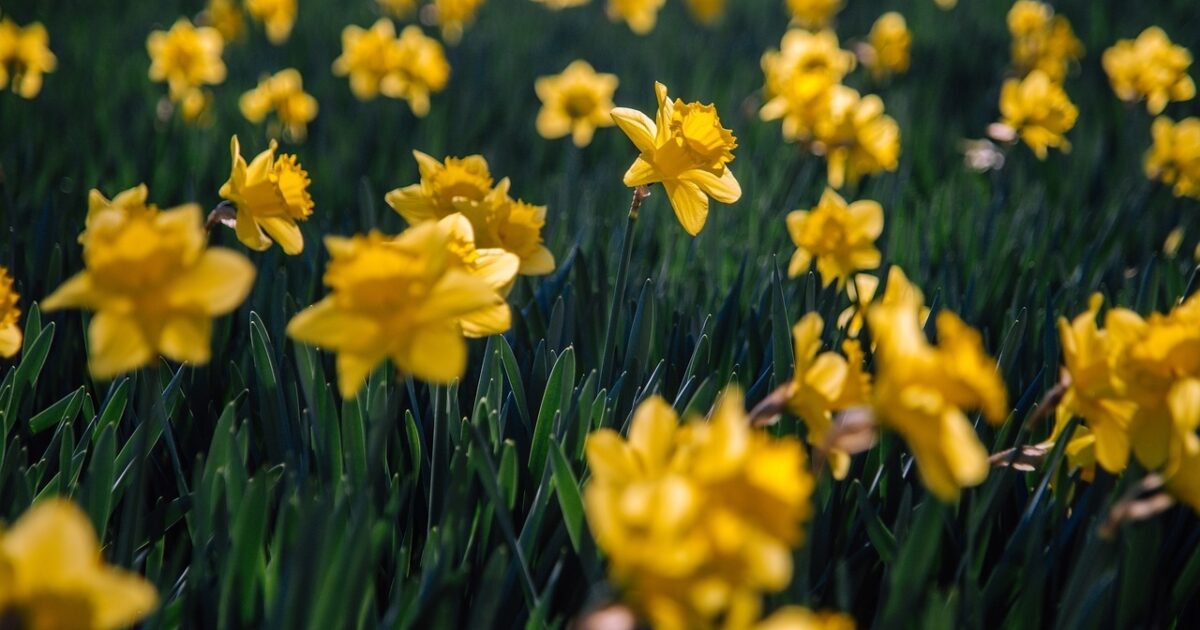 Preparing your Turf for Spring | Online Turf