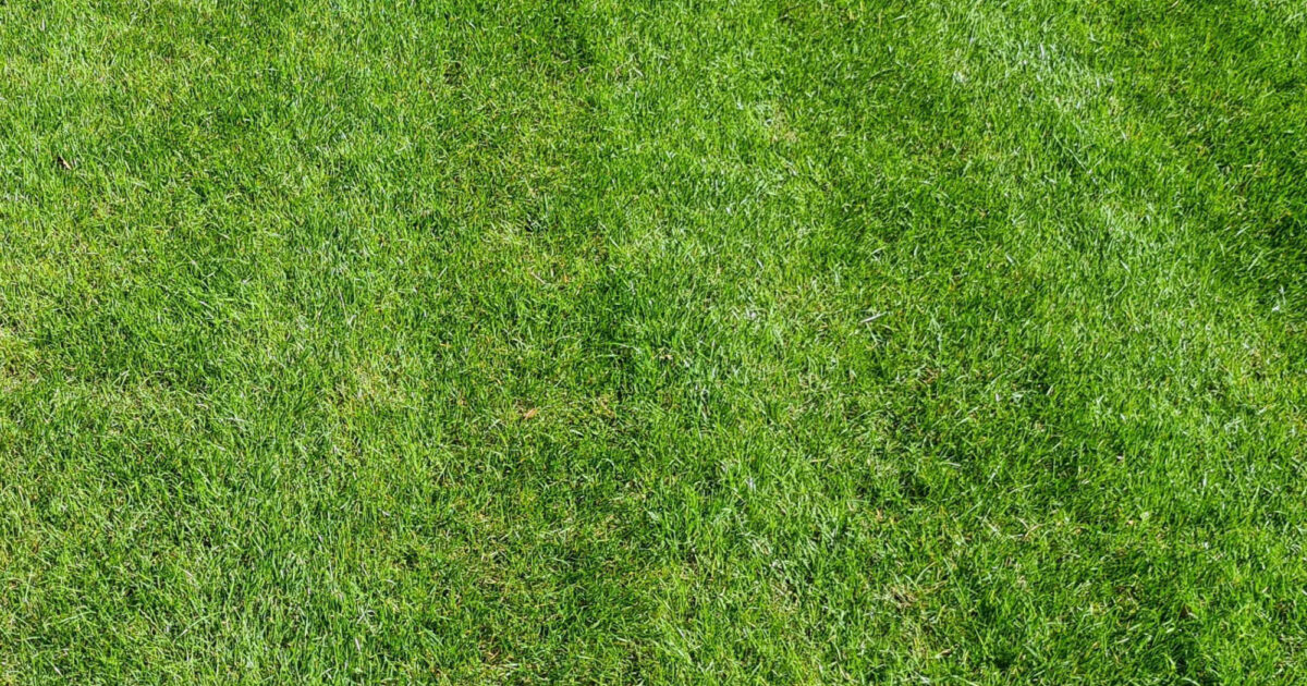 Why Rye Gold Turf Is Great for Your Garden | Online Turf
