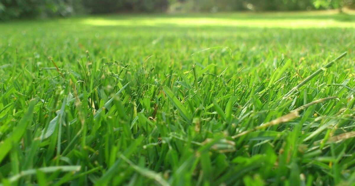 Why Rye Grass is Great for your Garden | Online Turf