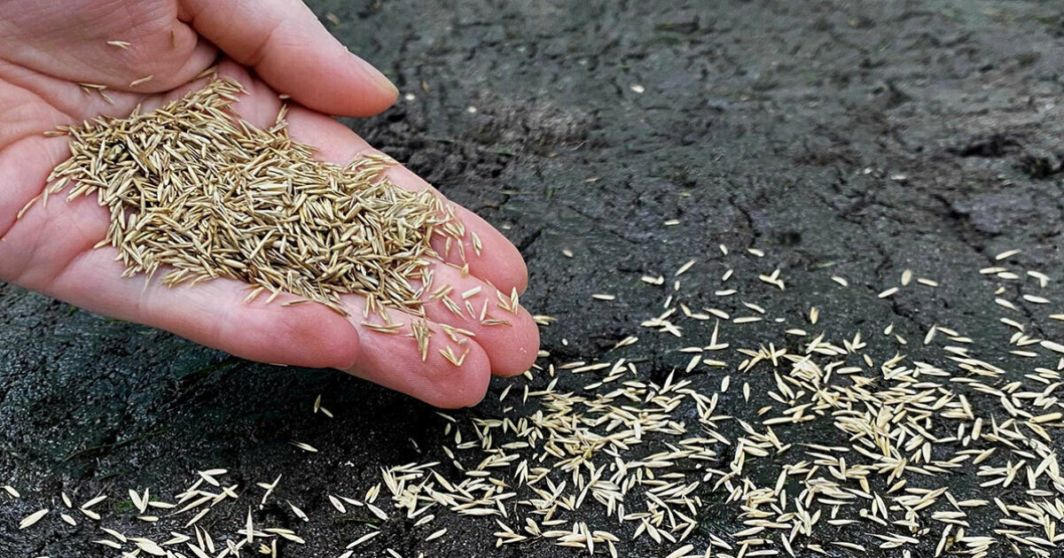 Sowing Grass Seed | Online Turf