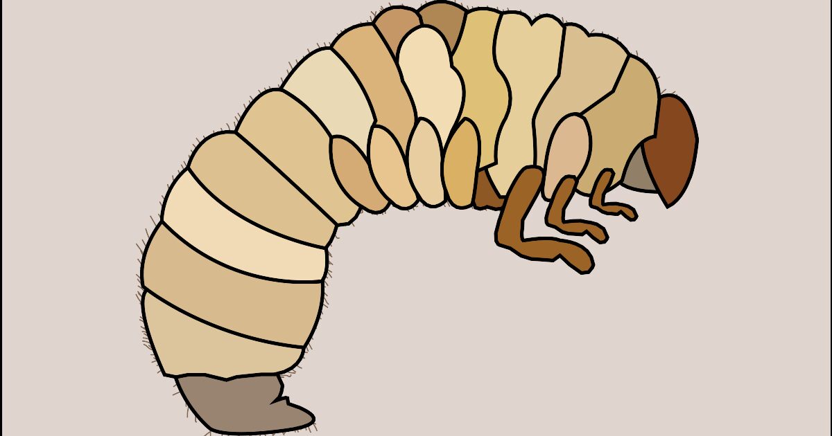 Grub Clipart