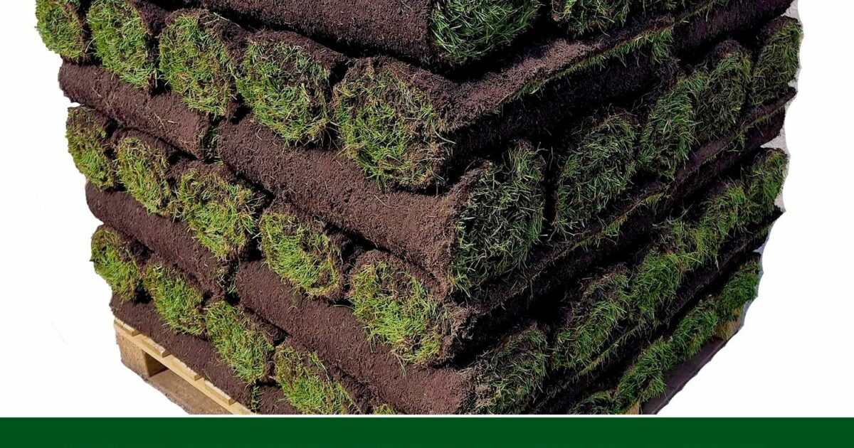 Rye Gold® Turf x 50 | Online Turf