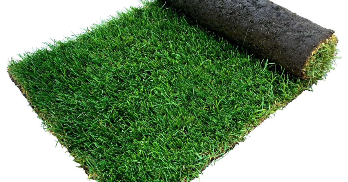 Rye Gold® Turf | Online Soil