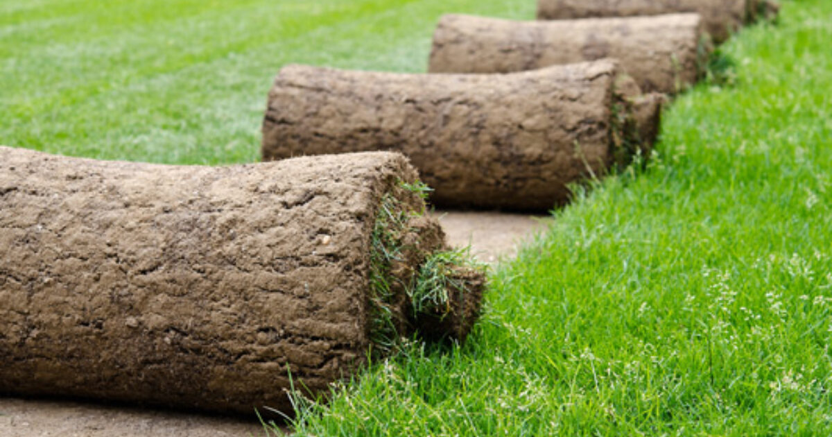 How to Choose the Right Turf | Online Turf